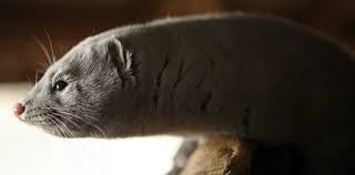 Mink Ranching ... Wisconsin Tradition - Mid-West Farm Report