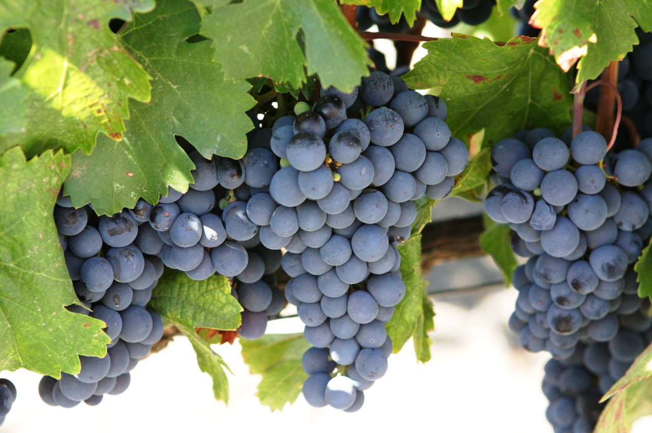 Wisconsin Wine Grapes: How are they looking? - Mid-West Farm Report