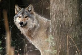 Legislators Call Upon Speaker Ryan To Help Delist Gray Wolf In ...