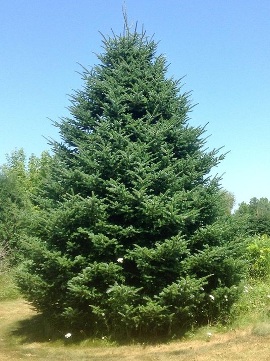Wisconsin Grown Christmas Tree Headed to Washington D.C. - Mid-West ...