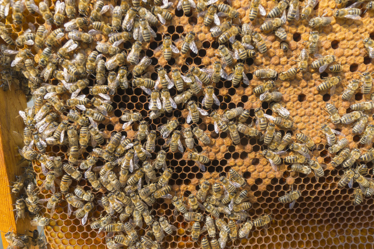 "Bee"-hind The Scenes of Urban Agriculture - Mid-West Farm Report
