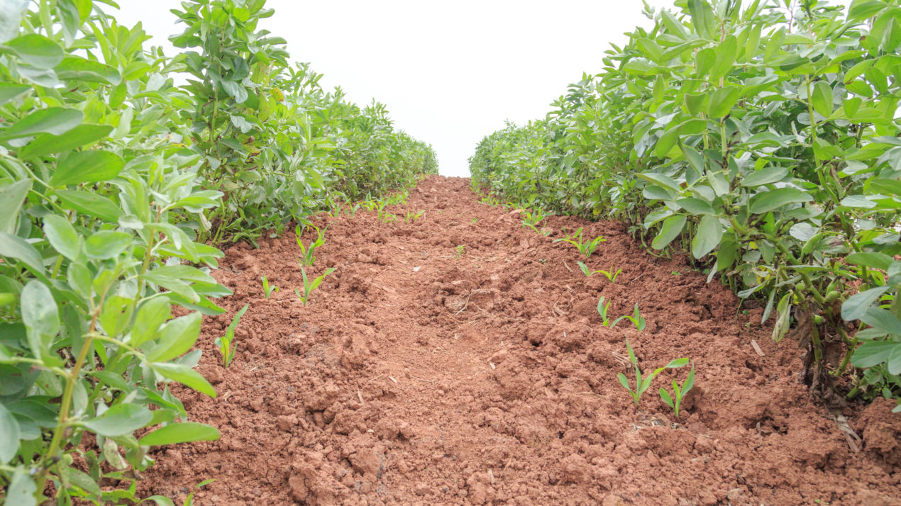 Lima bean producers looking for help to control two specific weeds ...