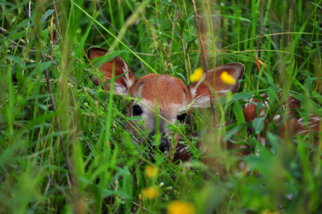 What To Do If You Find A Fawn - Mid-West Farm Report
