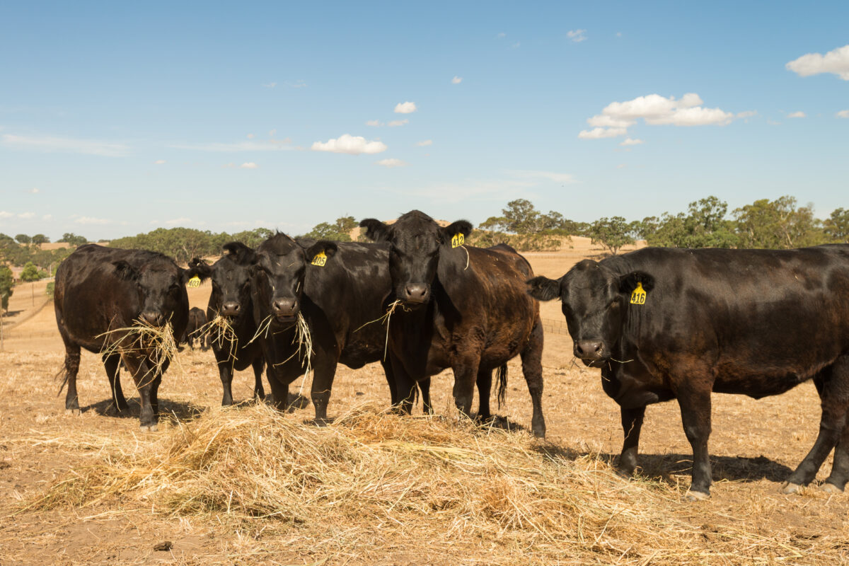Beef Markets See Challenges - Mid-West Farm Report
