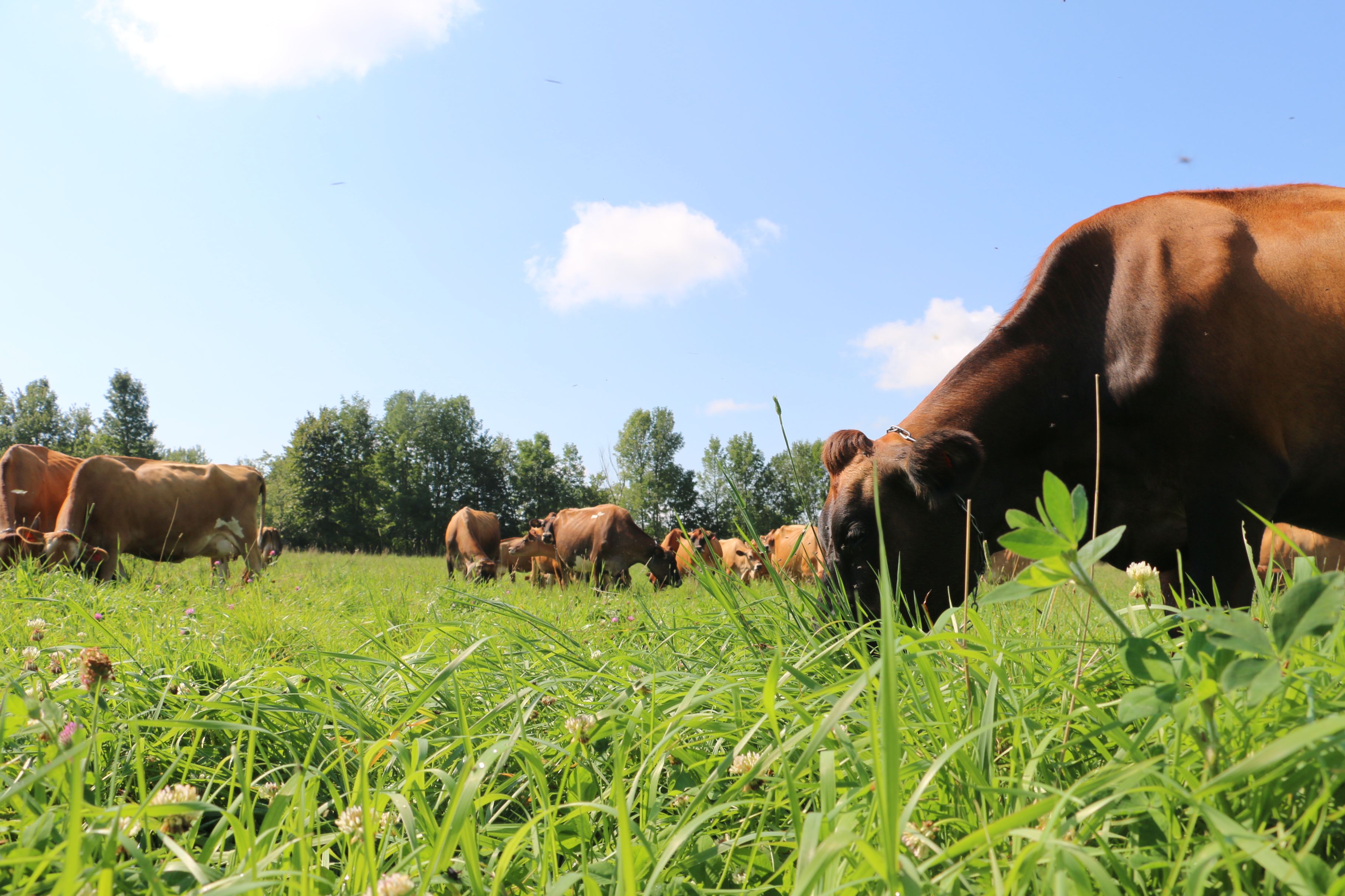 Emergency Acres Available For Grazing - The Farm