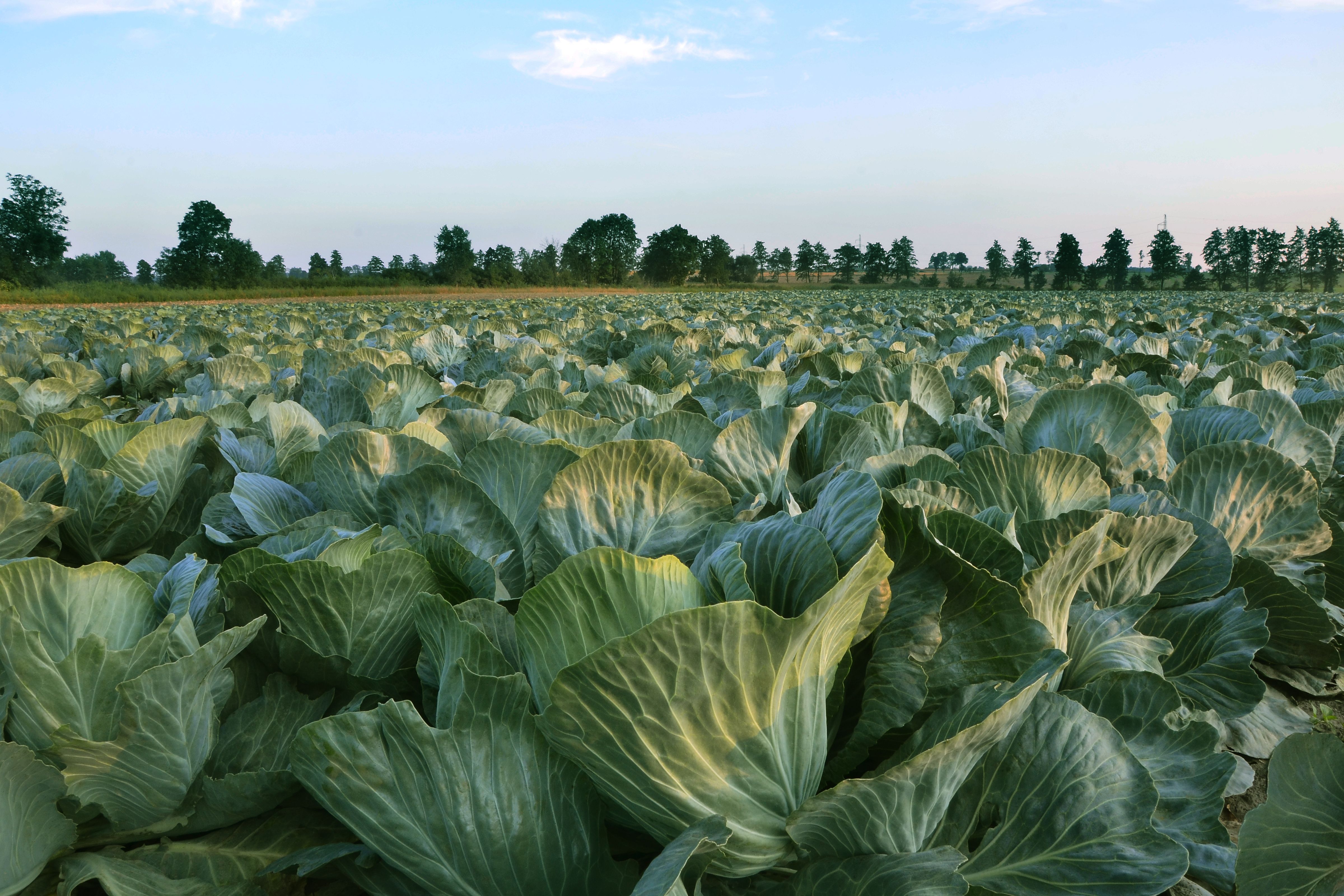 Holy Veggies! Wisconsin Still Tops In Production - Mid-West Farm Report