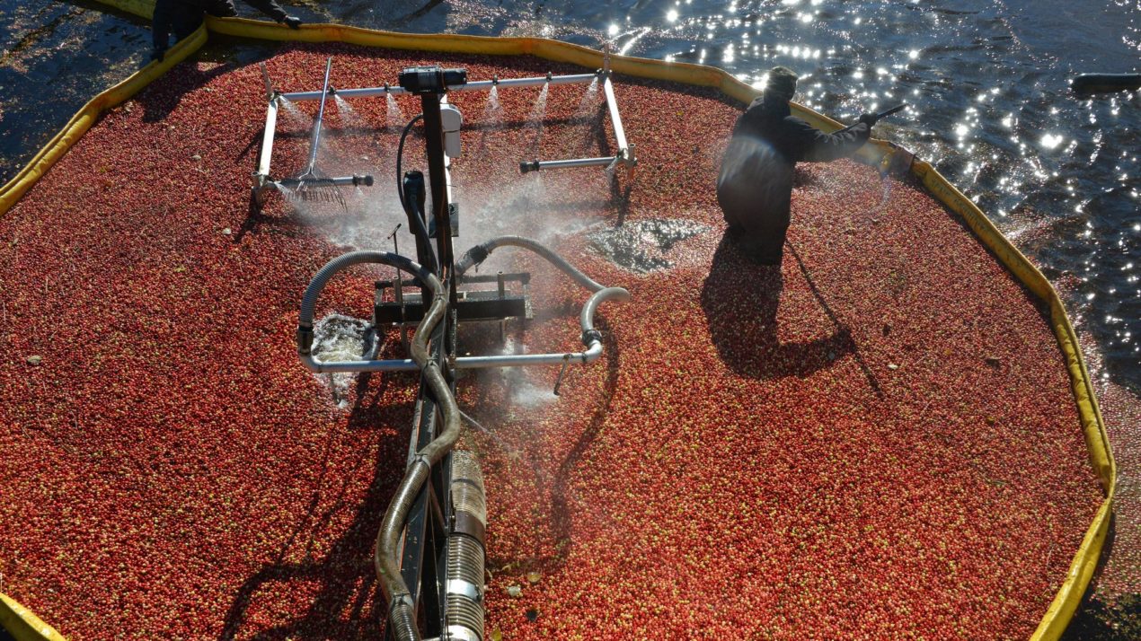 State Cranberry Production Slipped - The Farm