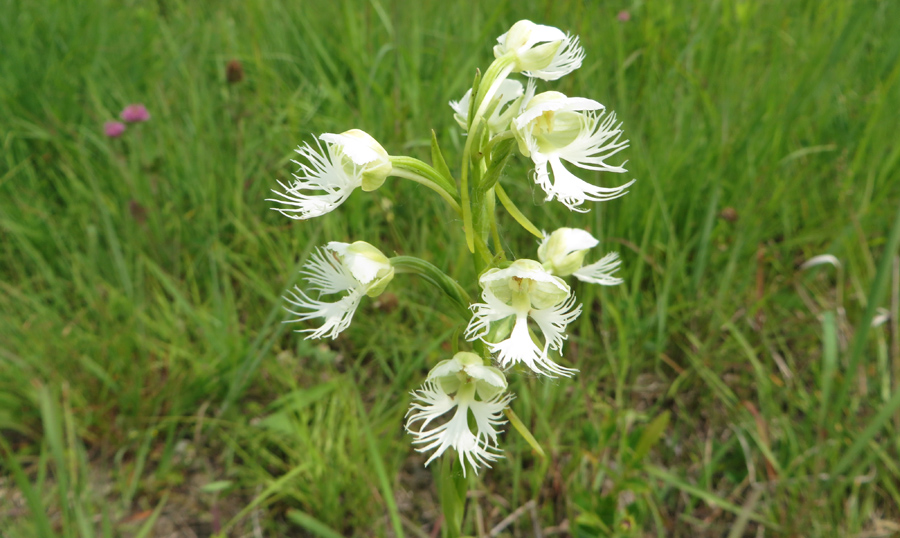 Pollinating Rare Wild Orchids By Hand Pays Off - Mid-West Farm Report
