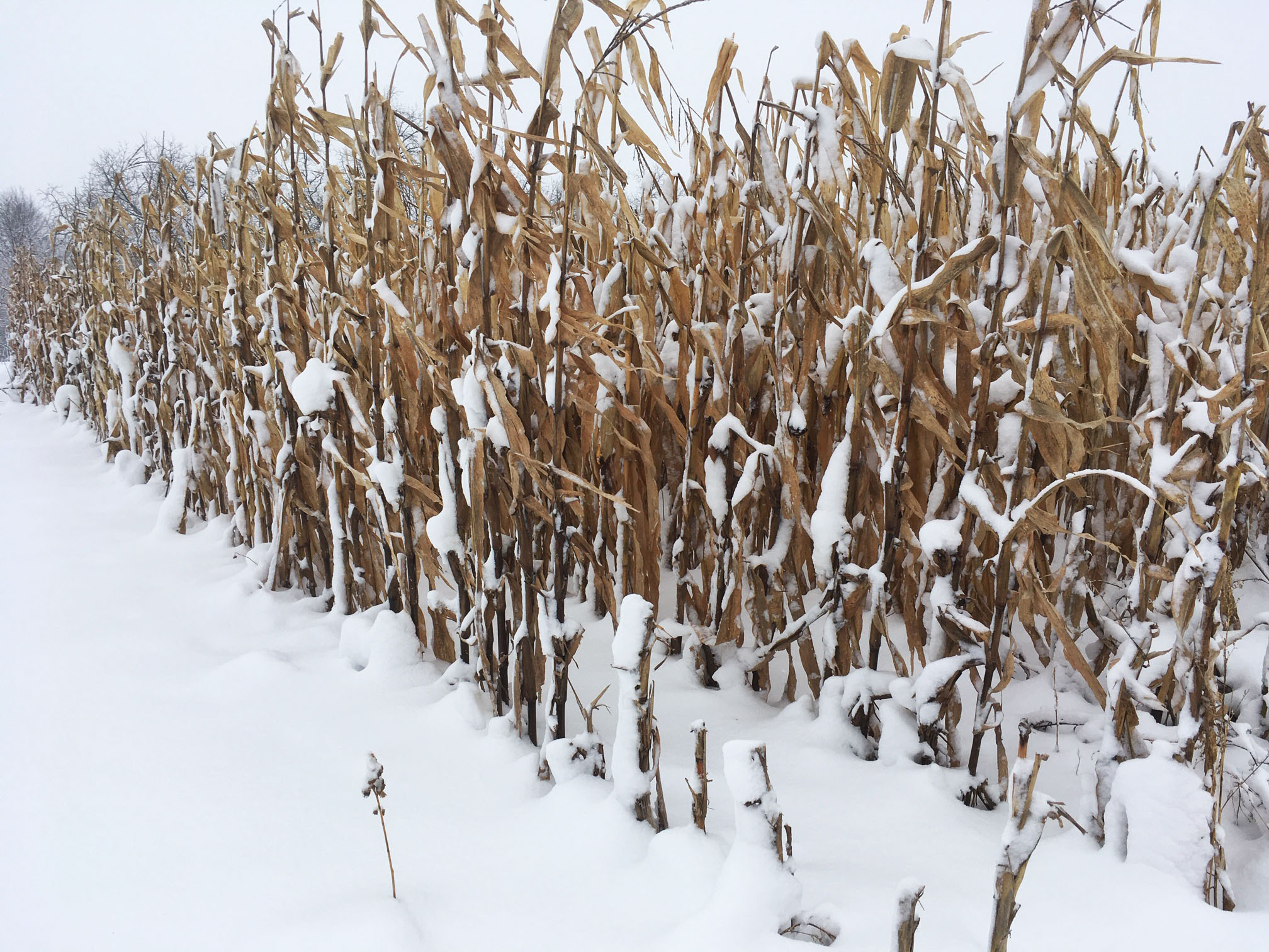 Little To Like In Latest Crop Progress Report For Wisconsin - Mid-West ...