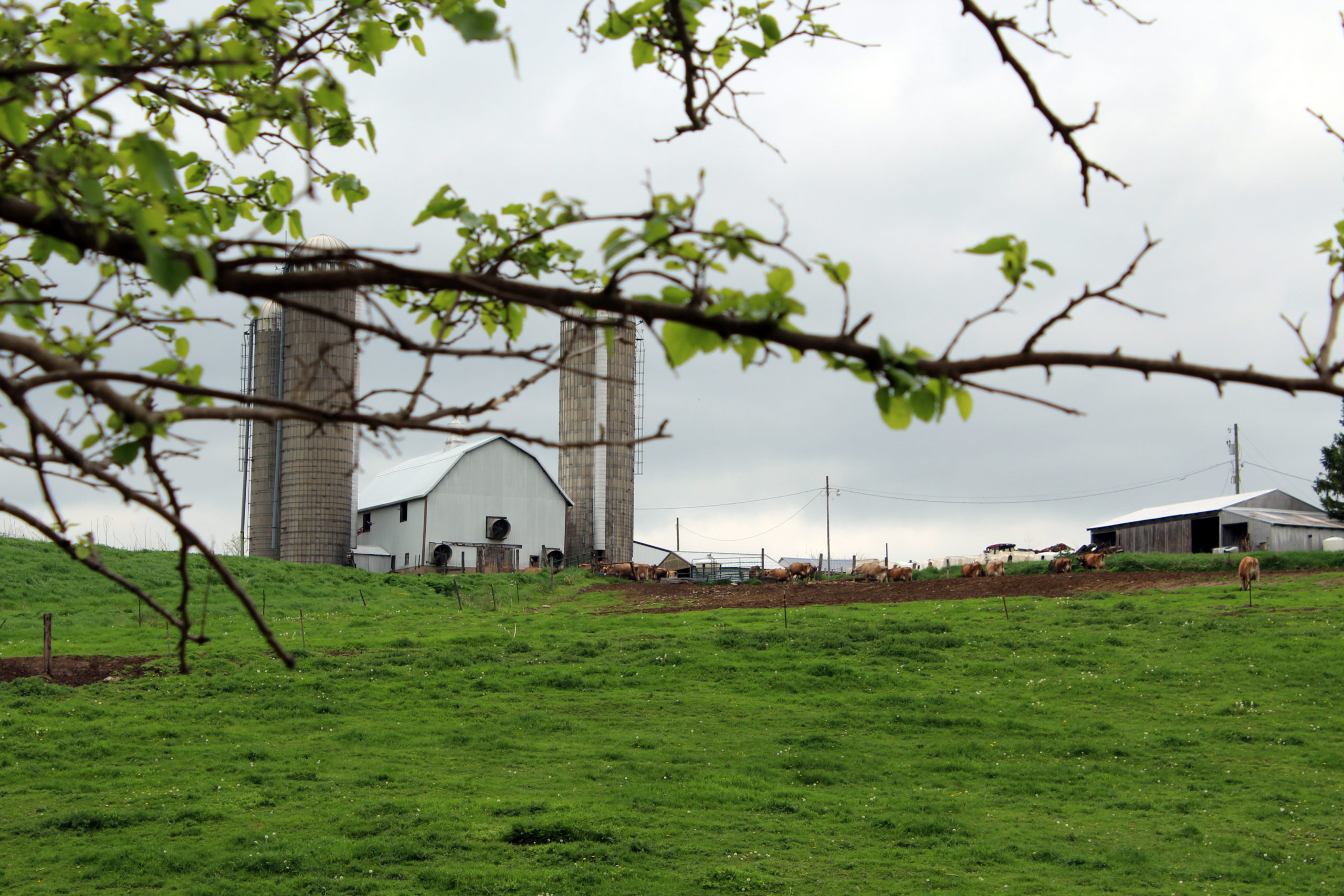 Prevent Stray Voltage - Mid-West Farm Report