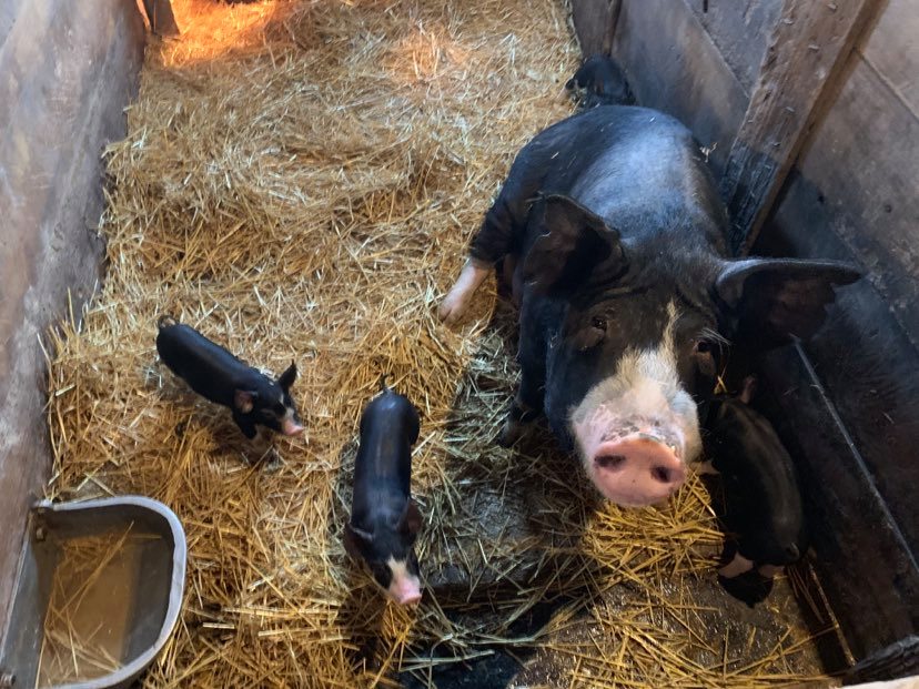 "We're Just Bleeding Bad," Hog Farmer Says as Pigs Can't Be Moved - Mid ...