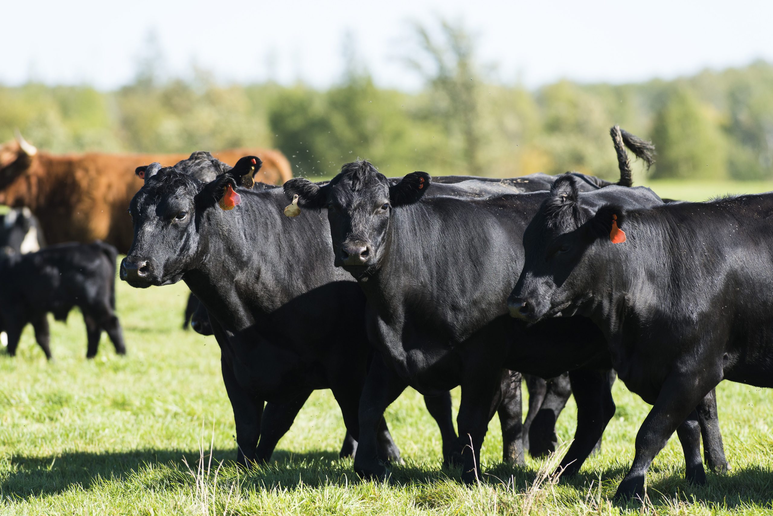 Meat processing plant closures continue - Mid-West Farm Report