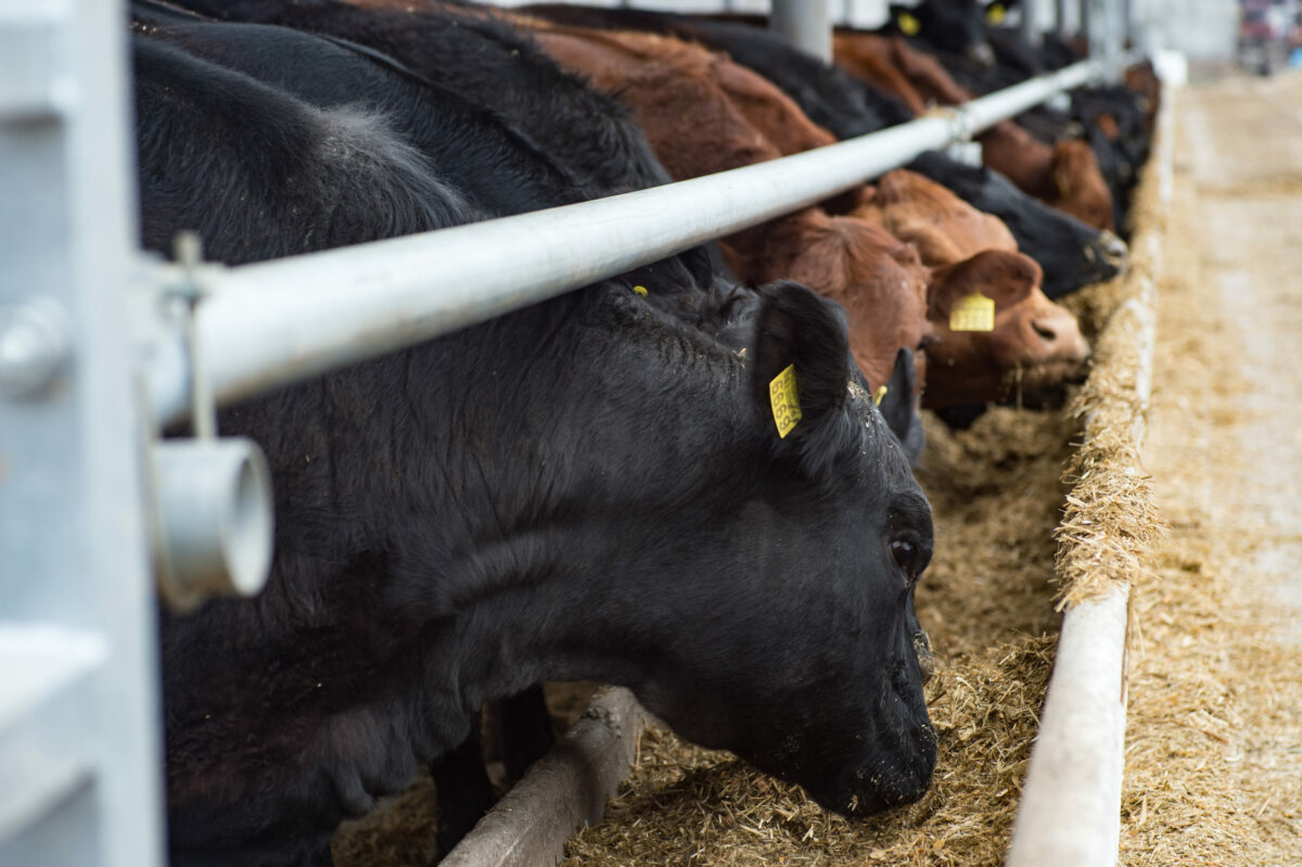 Beef Inventory Lowest Since 2014 - Mid-West Farm Report