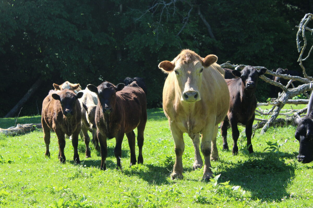 Farm Animals Keep the Cycle Going - Mid-West Farm Report