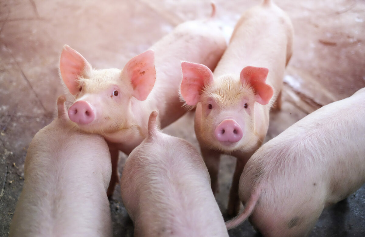 Pork Moves Higher For Holiday - The Farm