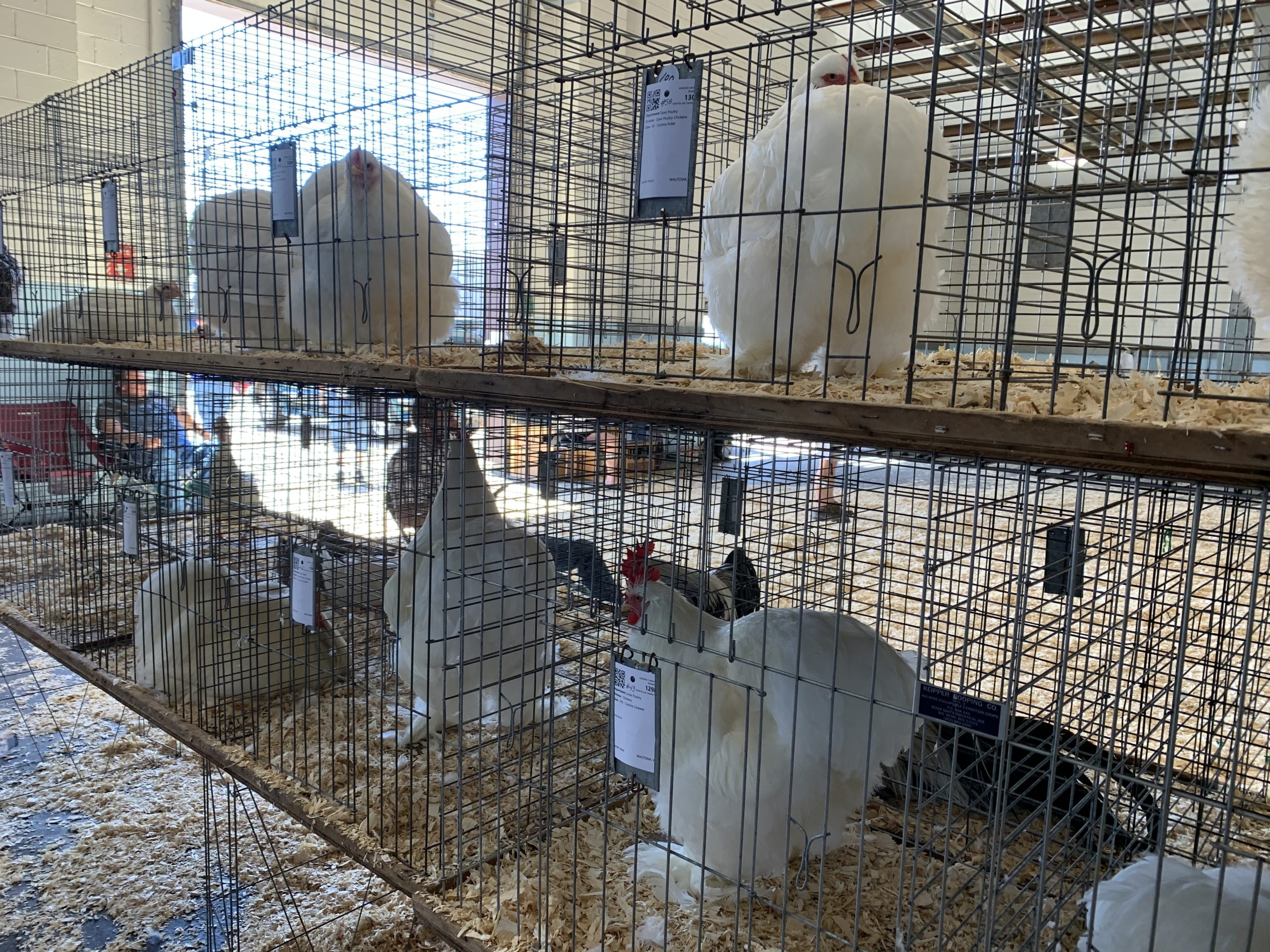 Poultry a Project for All - Mid-West Farm Report
