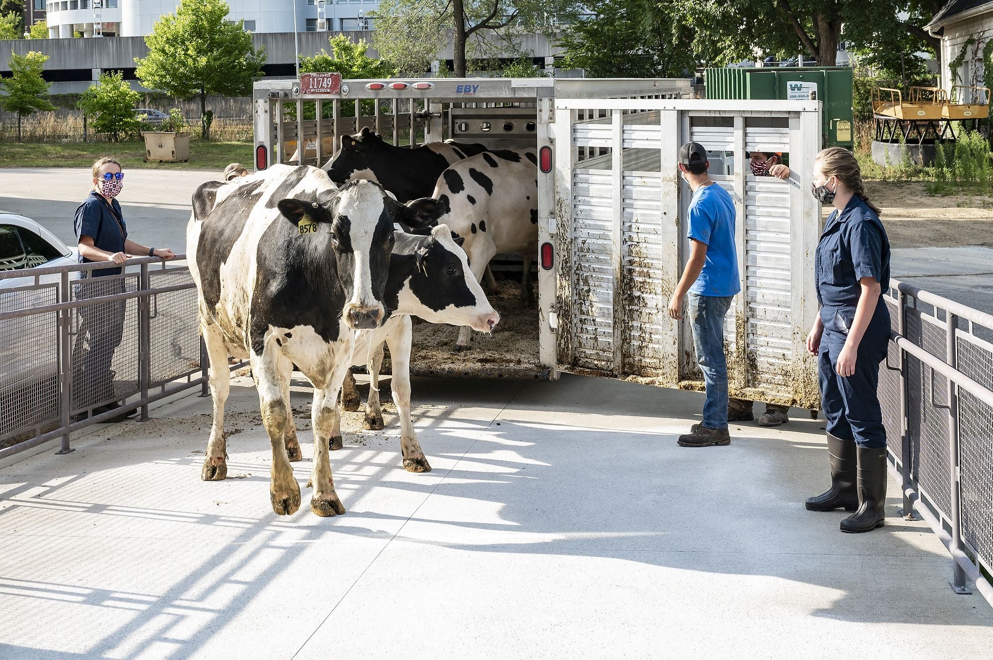 The Cows Come Home to UW–Madison’s Dairy Cattle Center - Mid-West Farm ...
