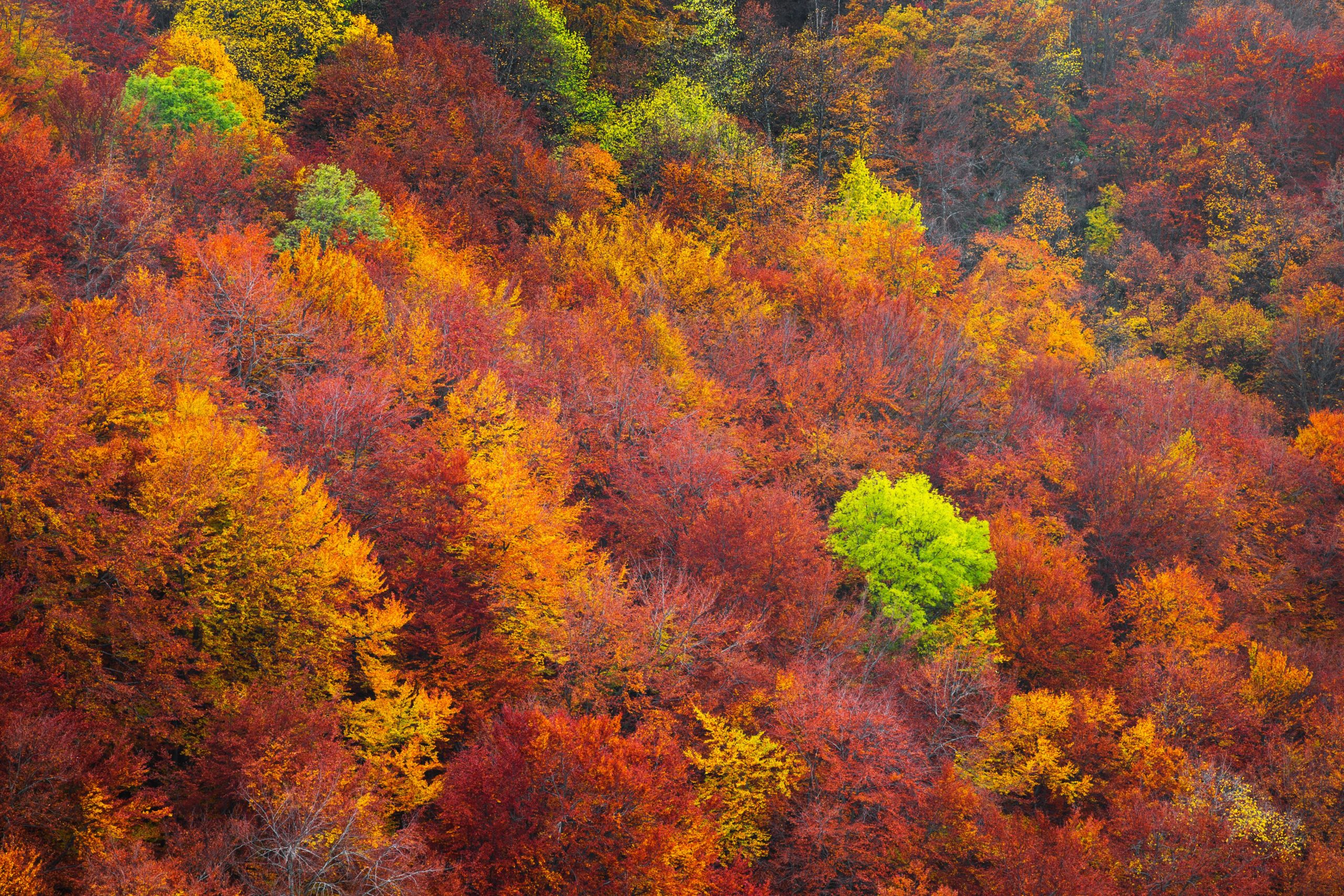 Get Ready For Fall Colors - Mid-West Farm Report
