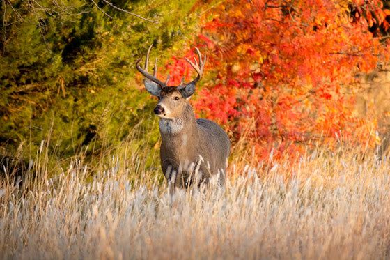 Learn To Deer Hunt In August Workshop - Mid-West Farm Report
