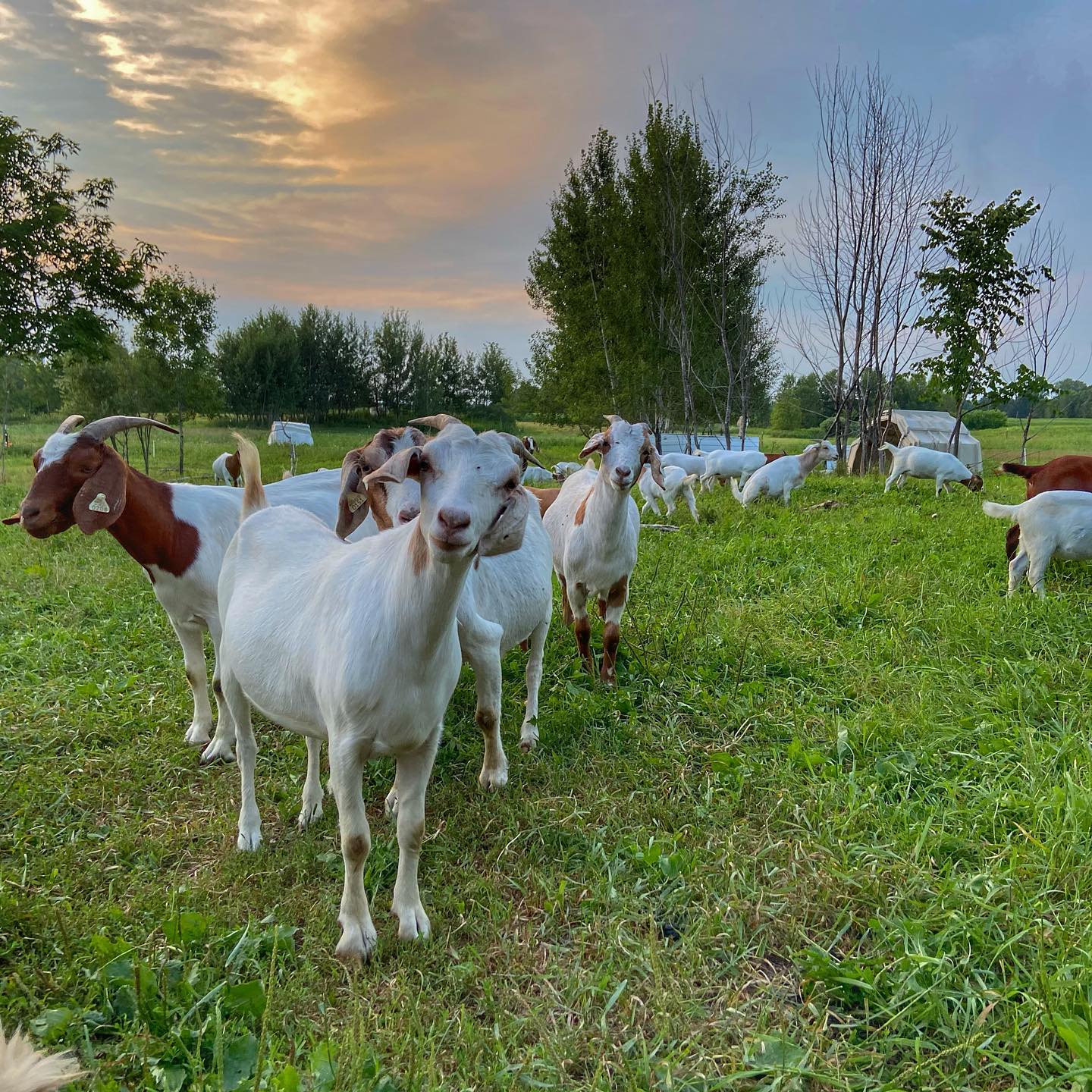 Cylon Rolling Acres paves the way for success in the specialty goat ...