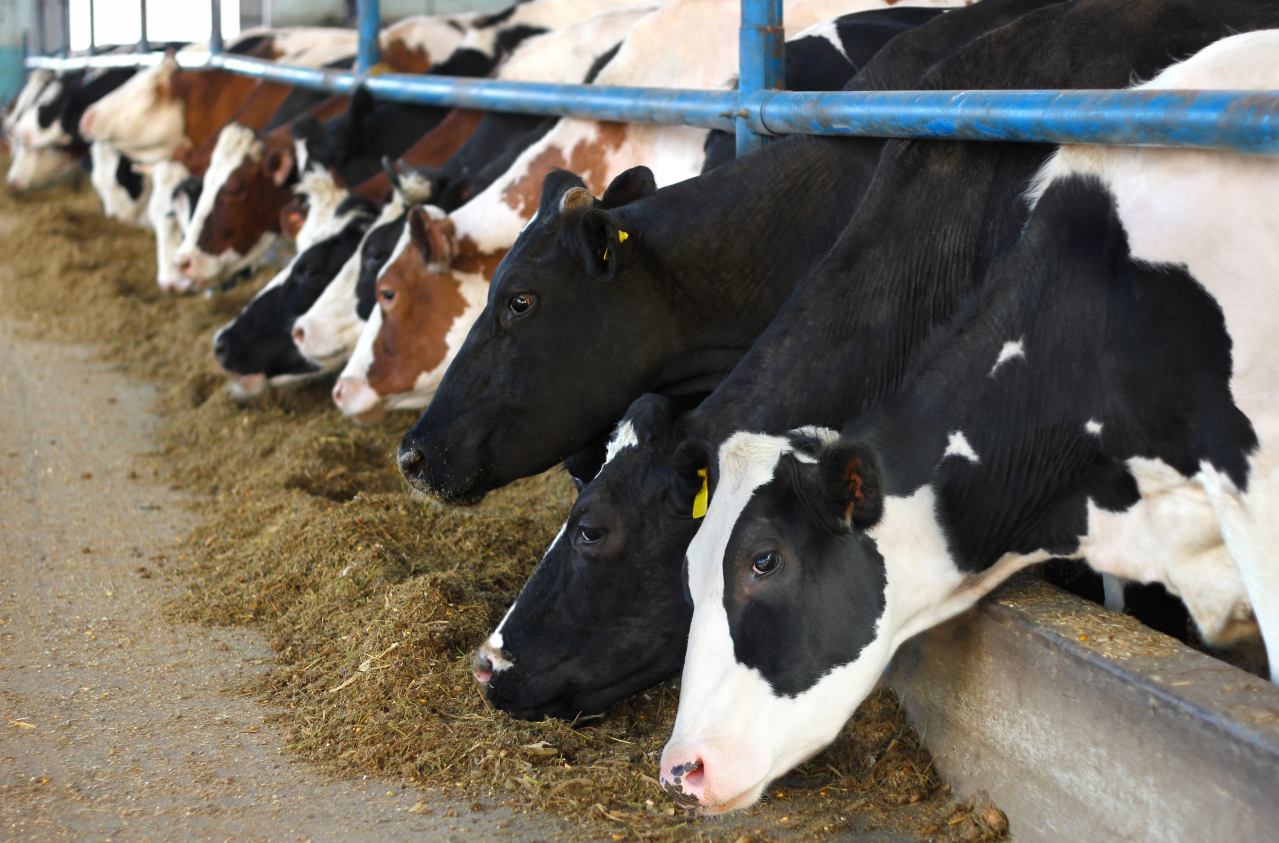 Milk Production Trends Upwards - Mid-West Farm Report