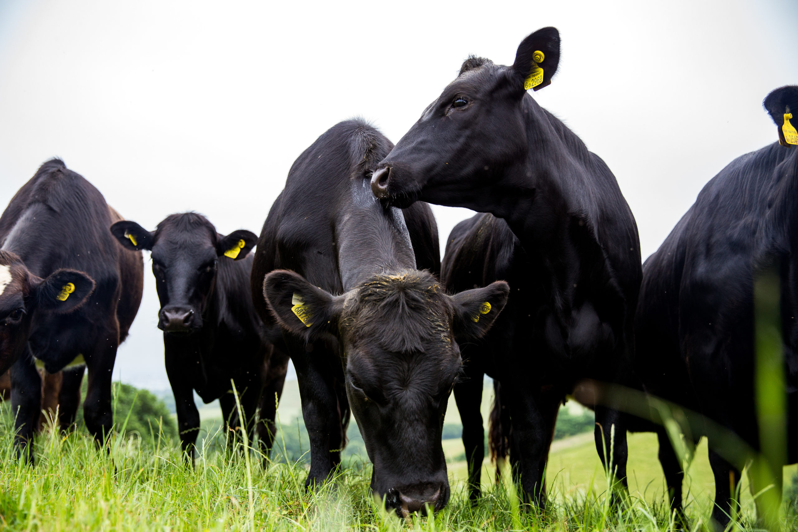 Packers Have Plenty of Cattle to Work Through - Mid-West Farm Report