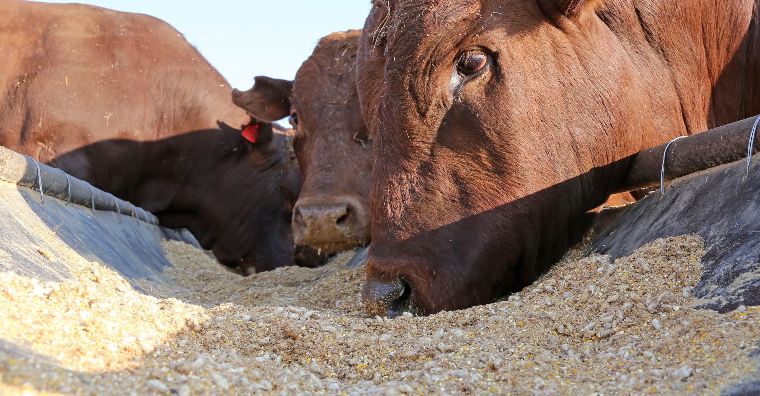 Livestock feed prices respond to the pressure of rising commodity ...