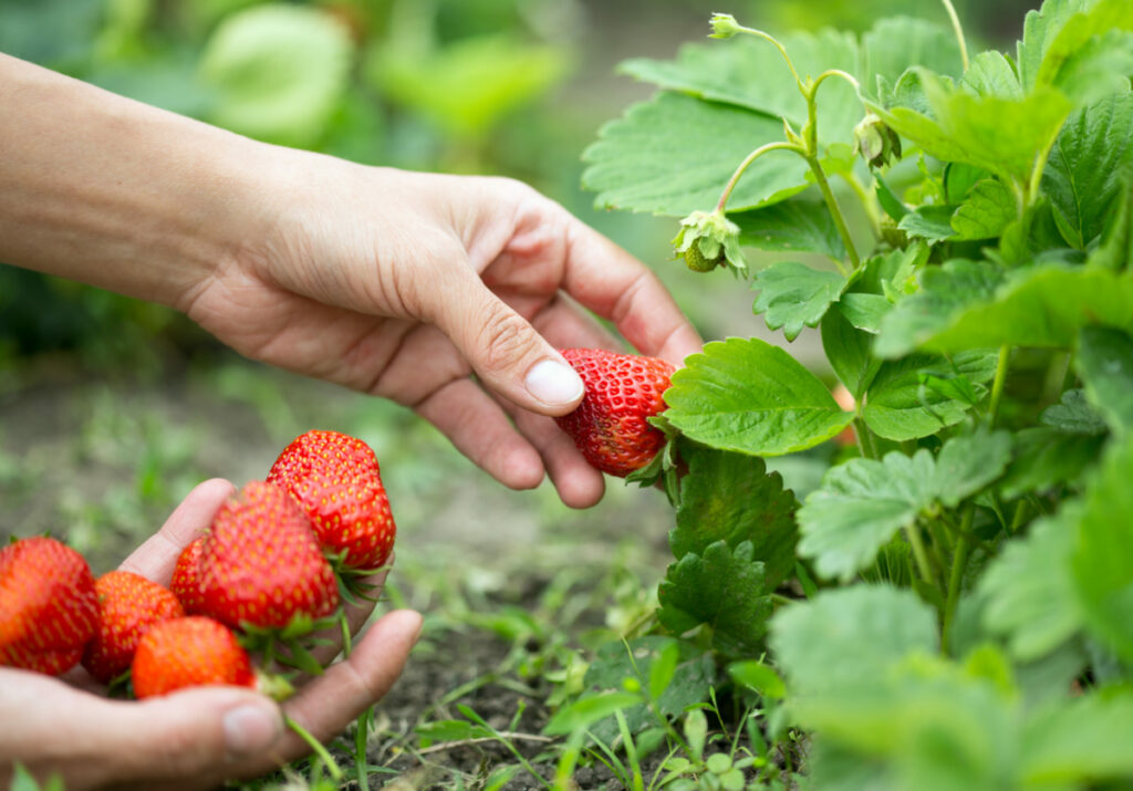 Strawberries (And Pickers) Would Like A Dry Day - Mid-West Farm Report