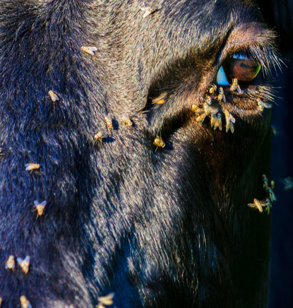 Reduce Livestock Stress in Summer - The Farm
