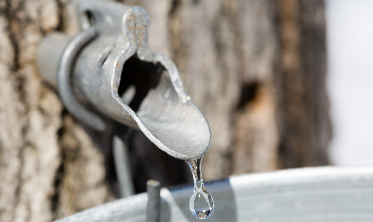 First Tree Tapping Is This Weekend - Mid-West Farm Report