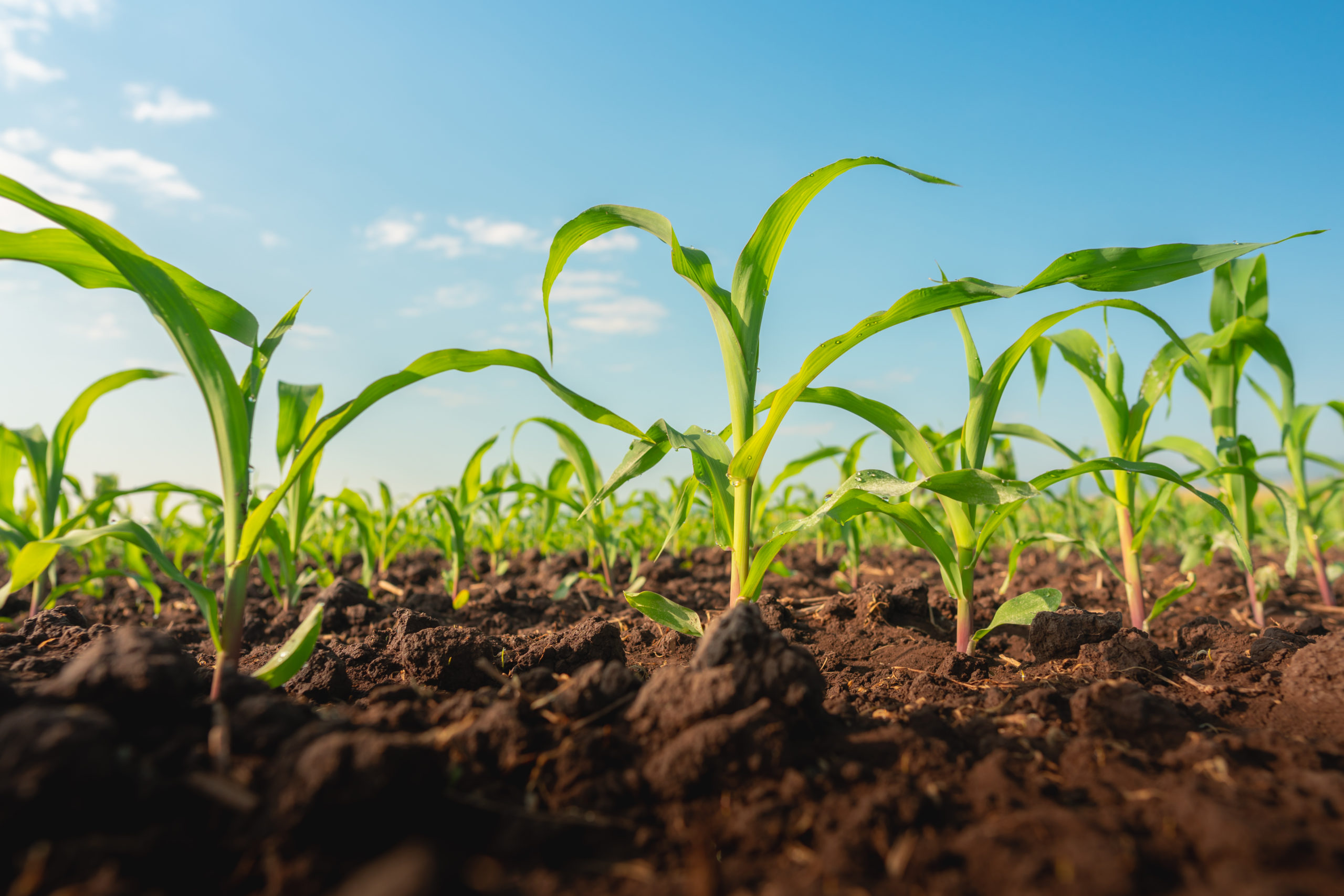 File Your Crop Acreage Reports - The Farm