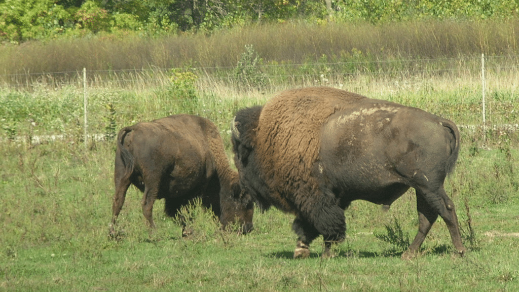 Find Buffalo At Oneida Nation - Mid-West Farm Report