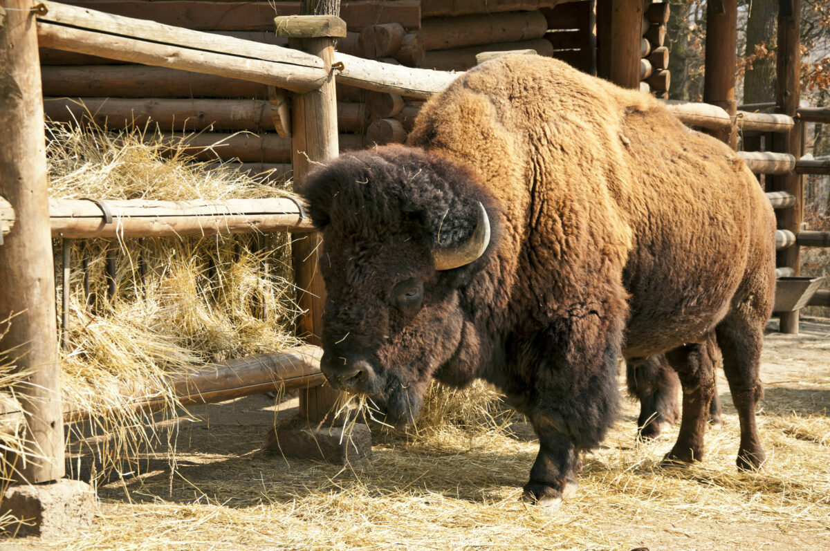Celebrate Bison On Saturday - Mid-West Farm Report