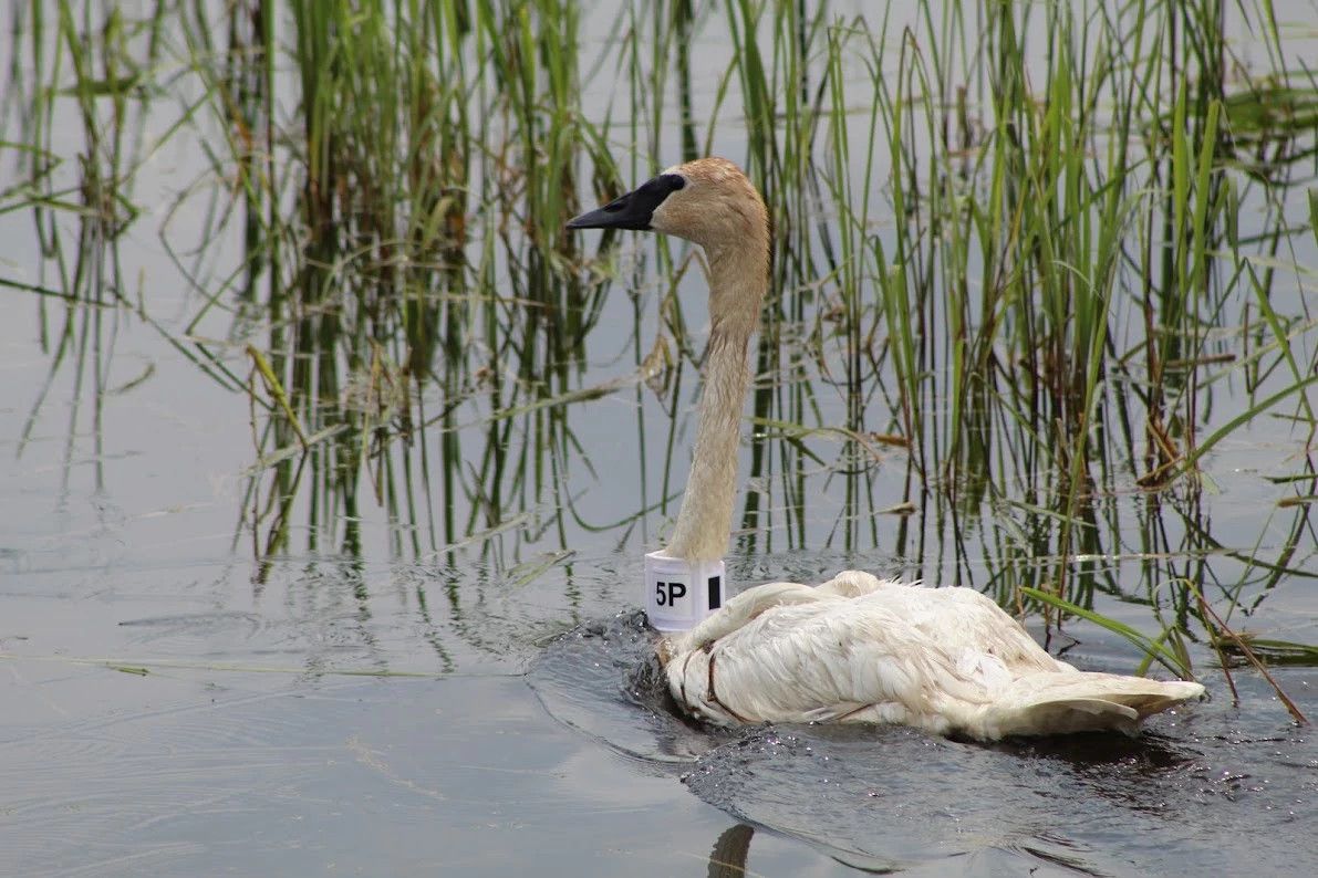 DNR Studies Migration Of Trumpeter Swans - Mid-West Farm Report