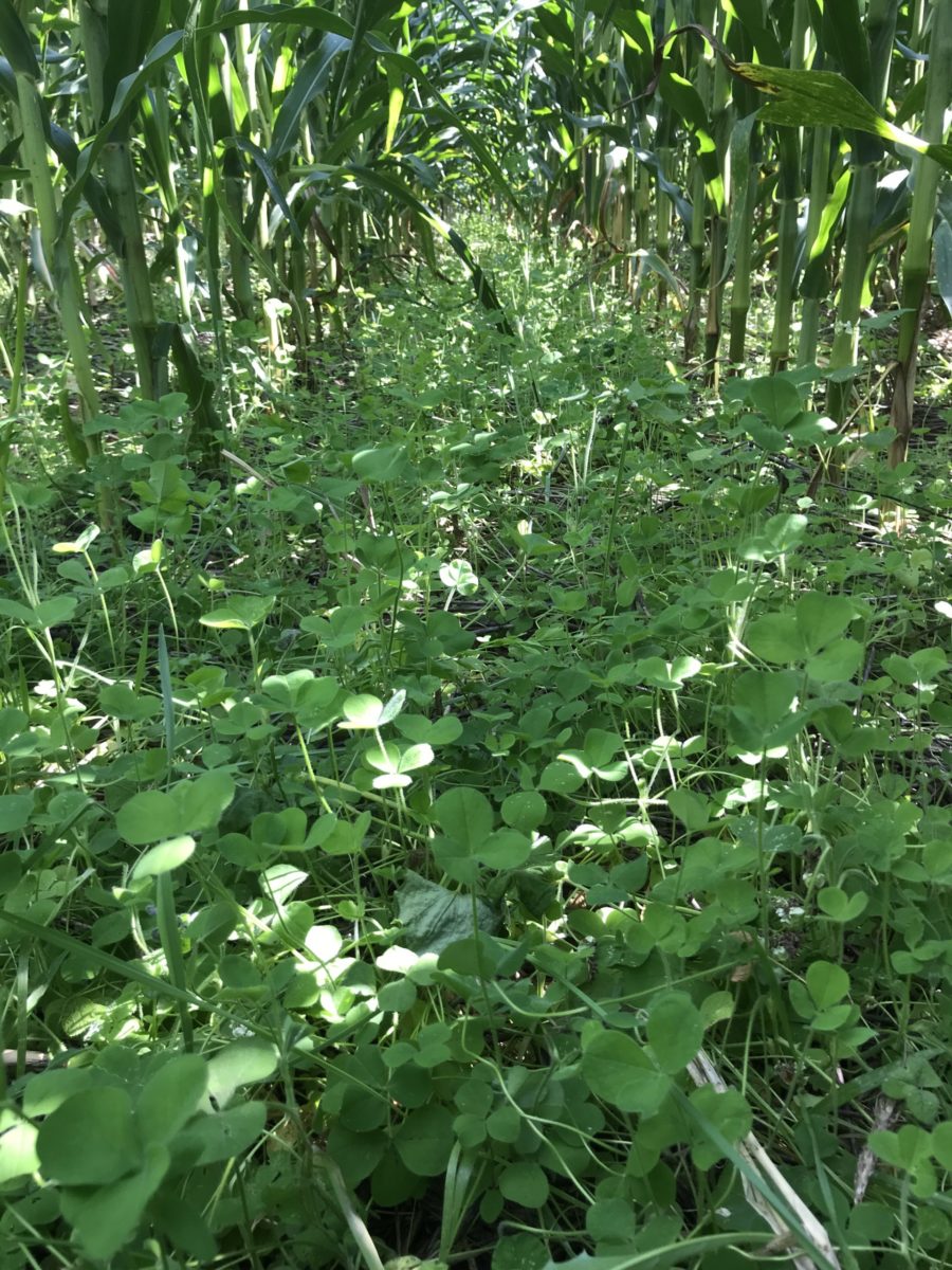 Two Decades Of Discovery Farms - Mid-West Farm Report
