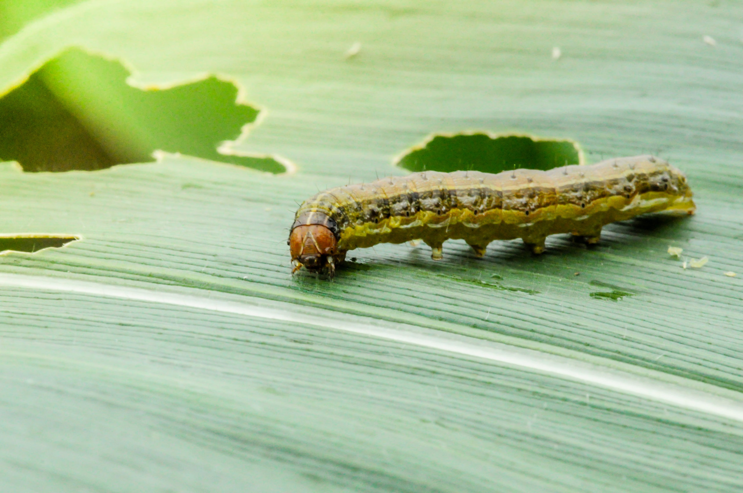 Spring Weather Brings Strong Armyworm Numbers - Mid-West Farm Report