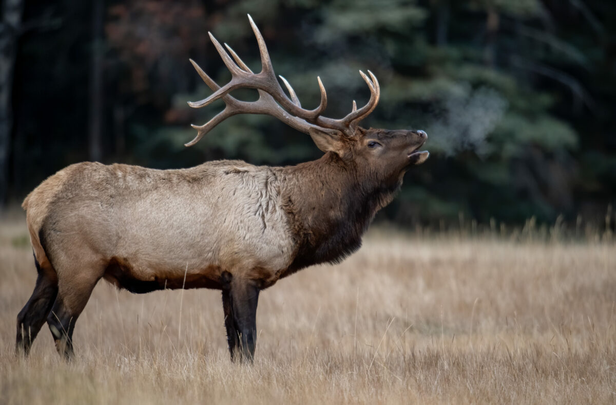 DNR Sets Harvest Quotas For 2024 Elk Season - Mid-West Farm Report