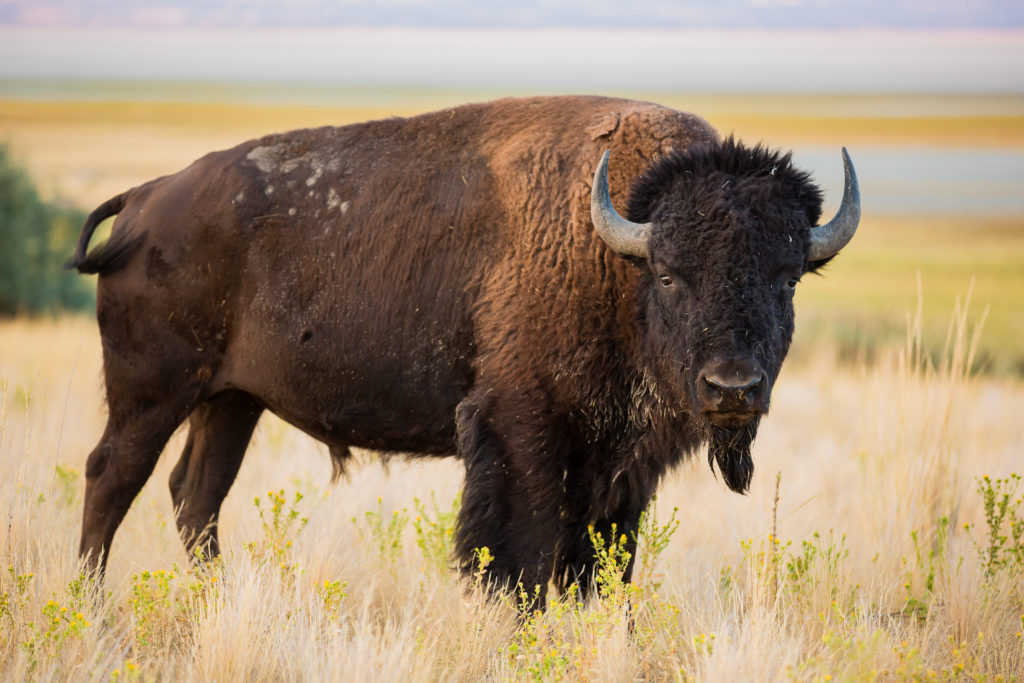 Bison Meat Makes Its Mark in Wisconsin - Mid-West Farm Report