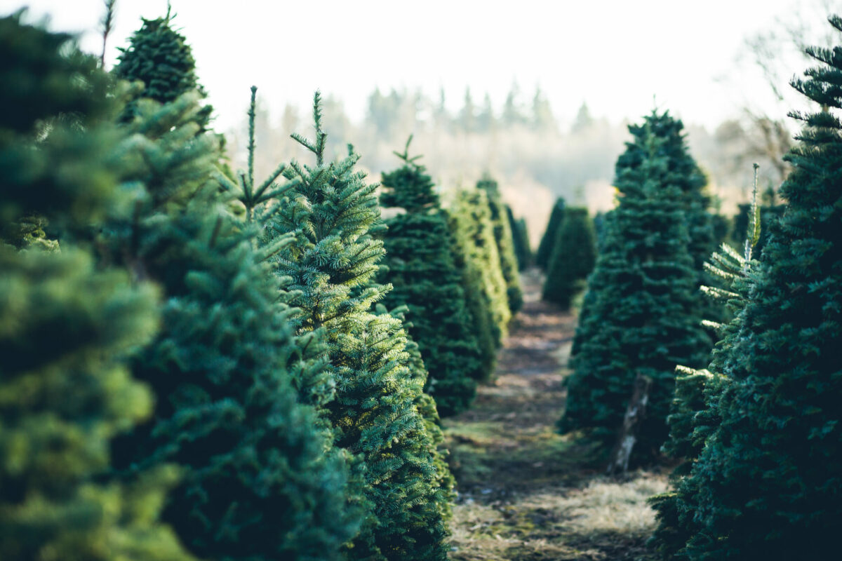 Celebrate With A Real Wisconsin Christmas Tree - Mid-West Farm Report