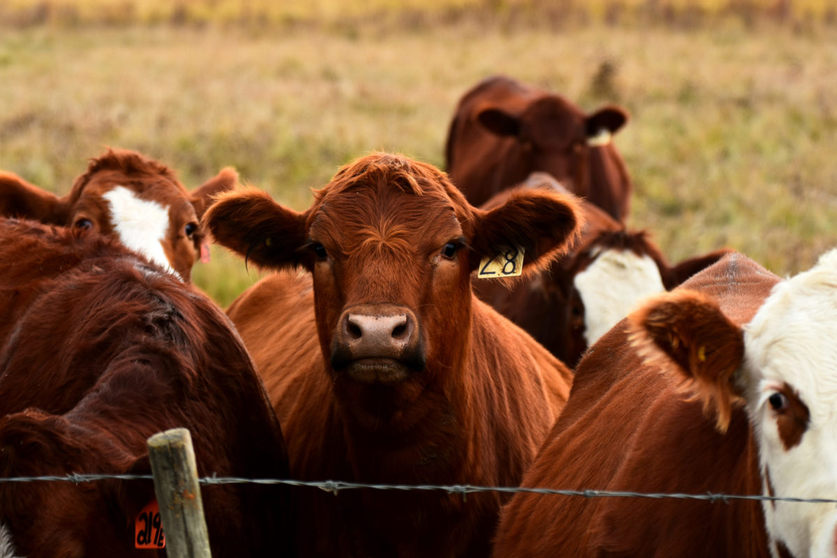 Beef Production Drops 22 Million Pounds - Mid-West Farm Report