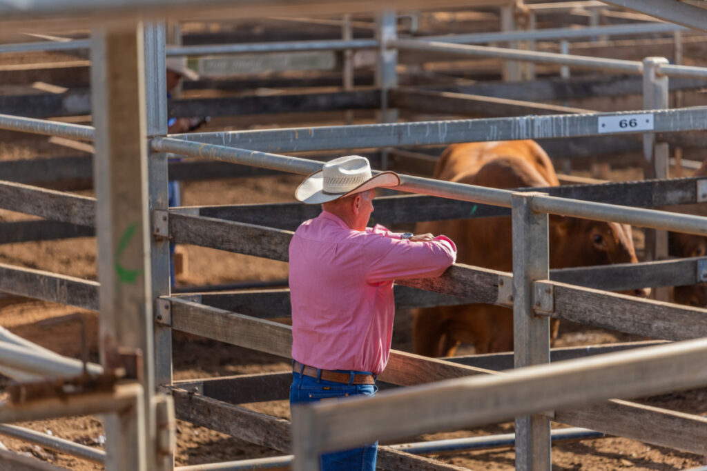 Record Prices For Cattle At Auctions - Mid-West Farm Report