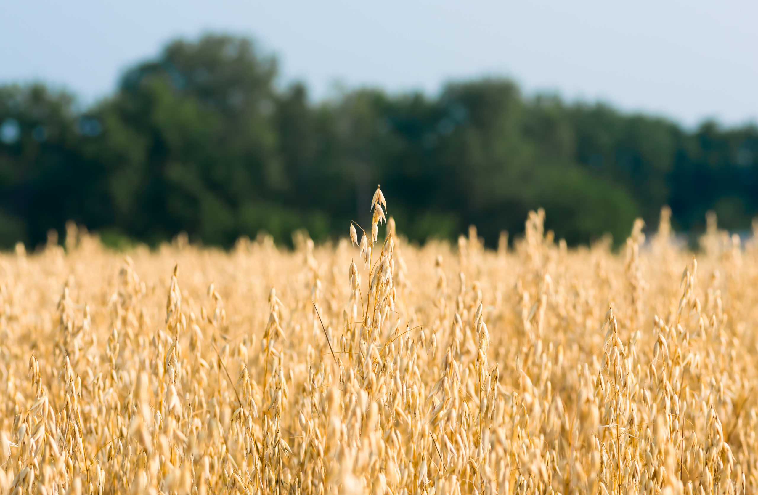 WI Small Grain Production Data Released - Mid-West Farm Report