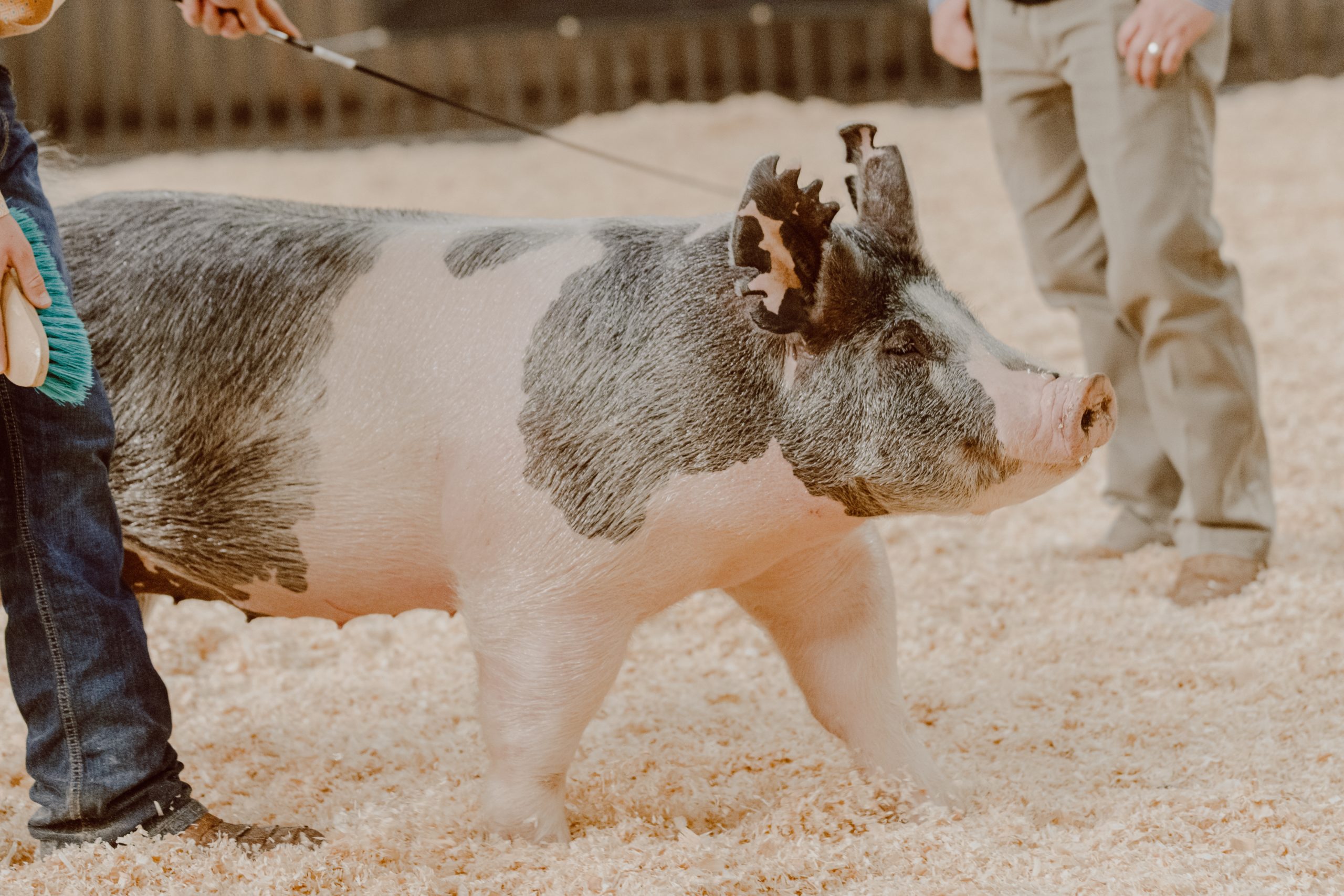 WPA Offers Youth Pig Project Scholarships - Mid-West Farm Report