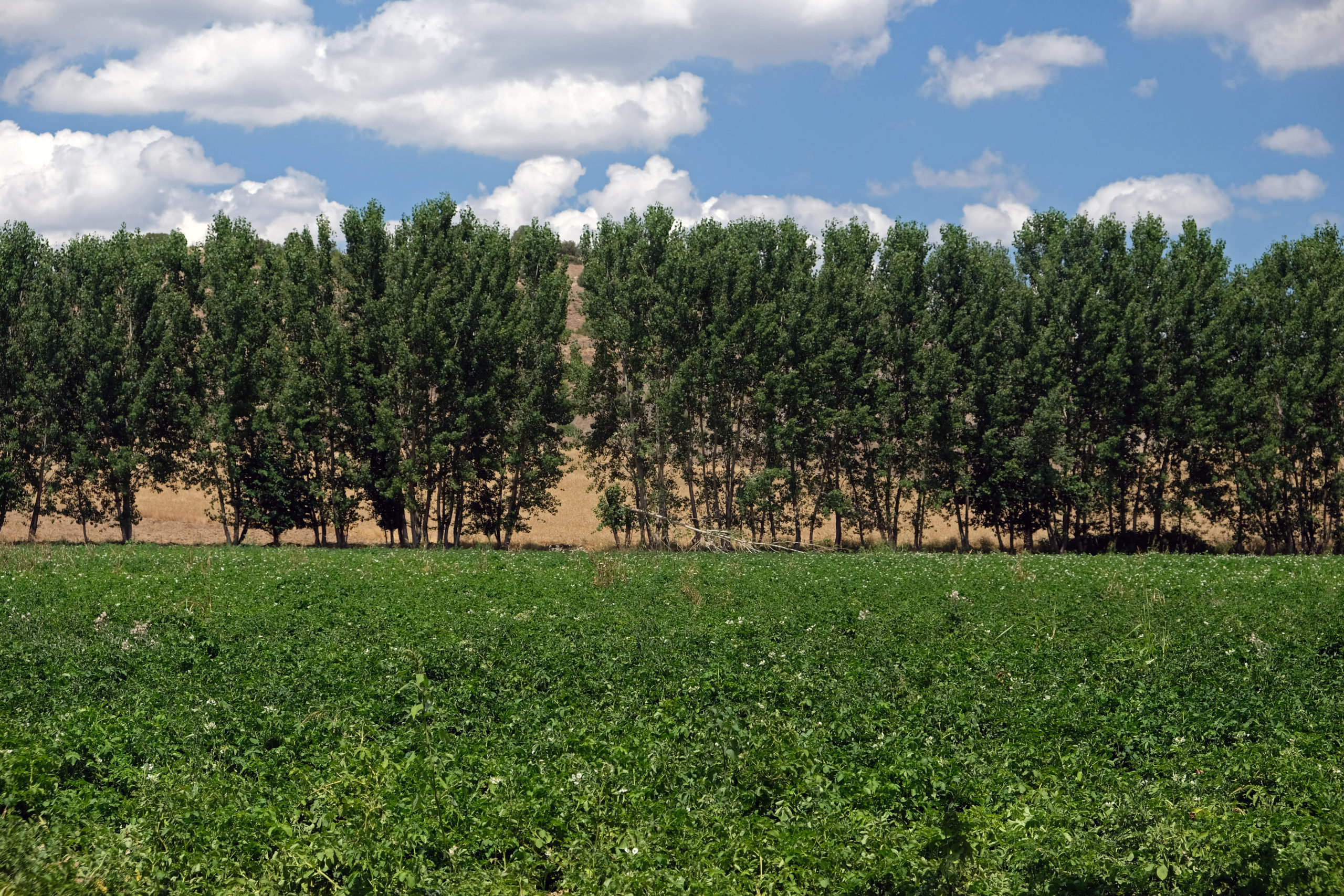 USDA To Conduct First-Ever Agroforestry Survey - Mid-West Farm Report