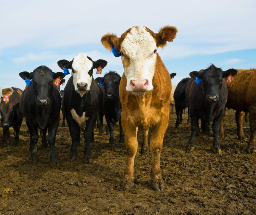Cattle Prices Hit Never Seen Before Prices - Mid-West Farm Report