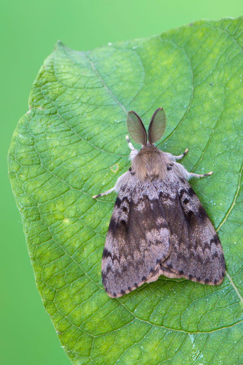 Spongy Moth Aerial Spraying to Begin - Mid-West Farm Report