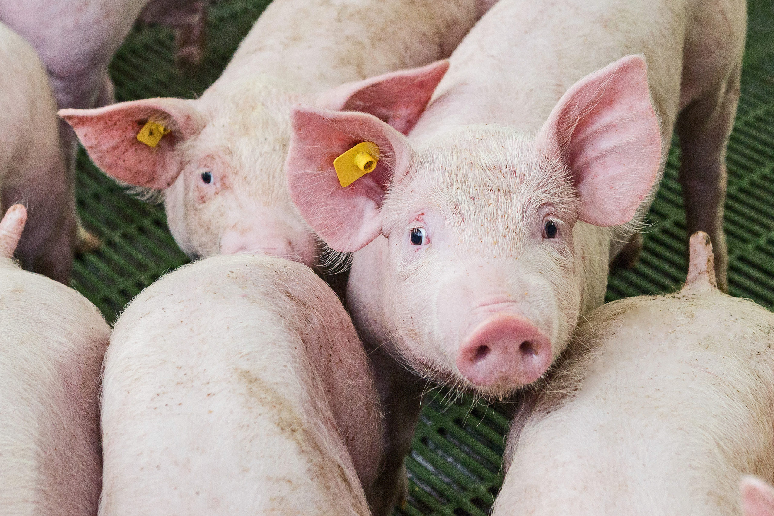 Updates To Spot Market Hog Pandemic Program - The Farm