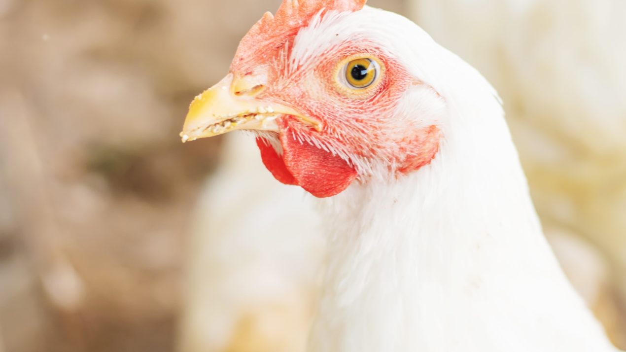 Avian Flu Impacts 18 Wisconsin Counties - Mid-West Farm Report