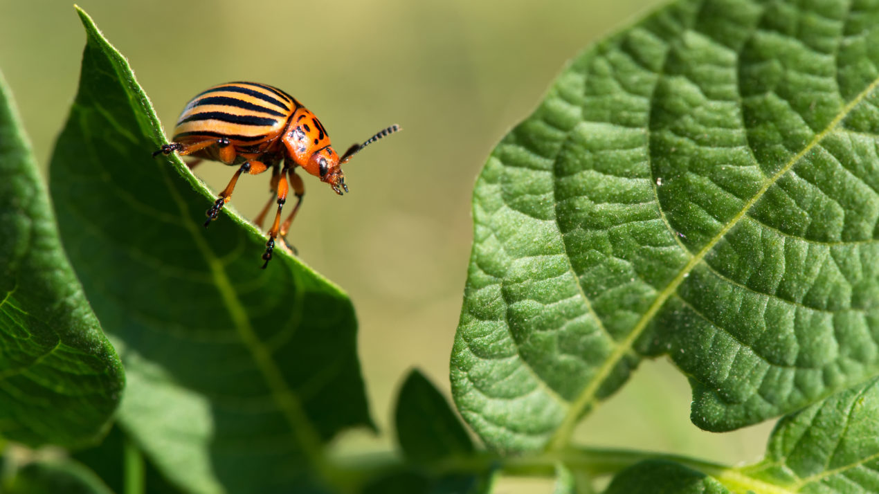Wisconsin Pest Surveys Started This Week - Mid-West Farm Report