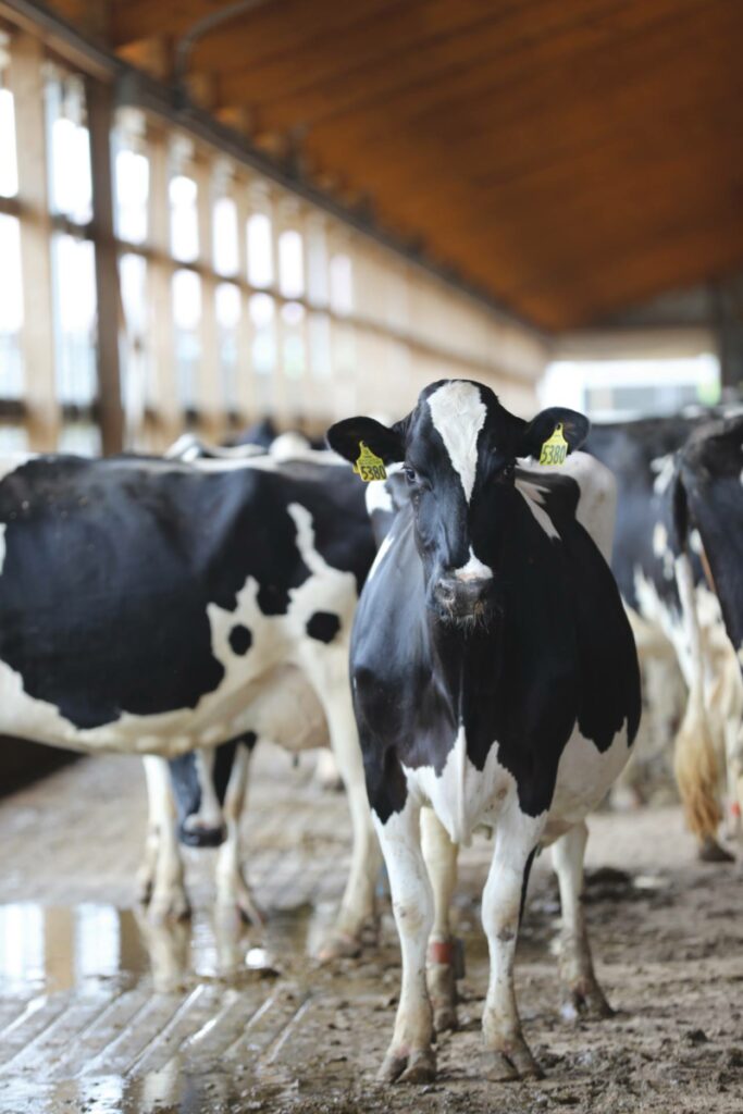 Celebrate June Dairy Month At "Cows On The Concourse" - Mid-West Farm ...
